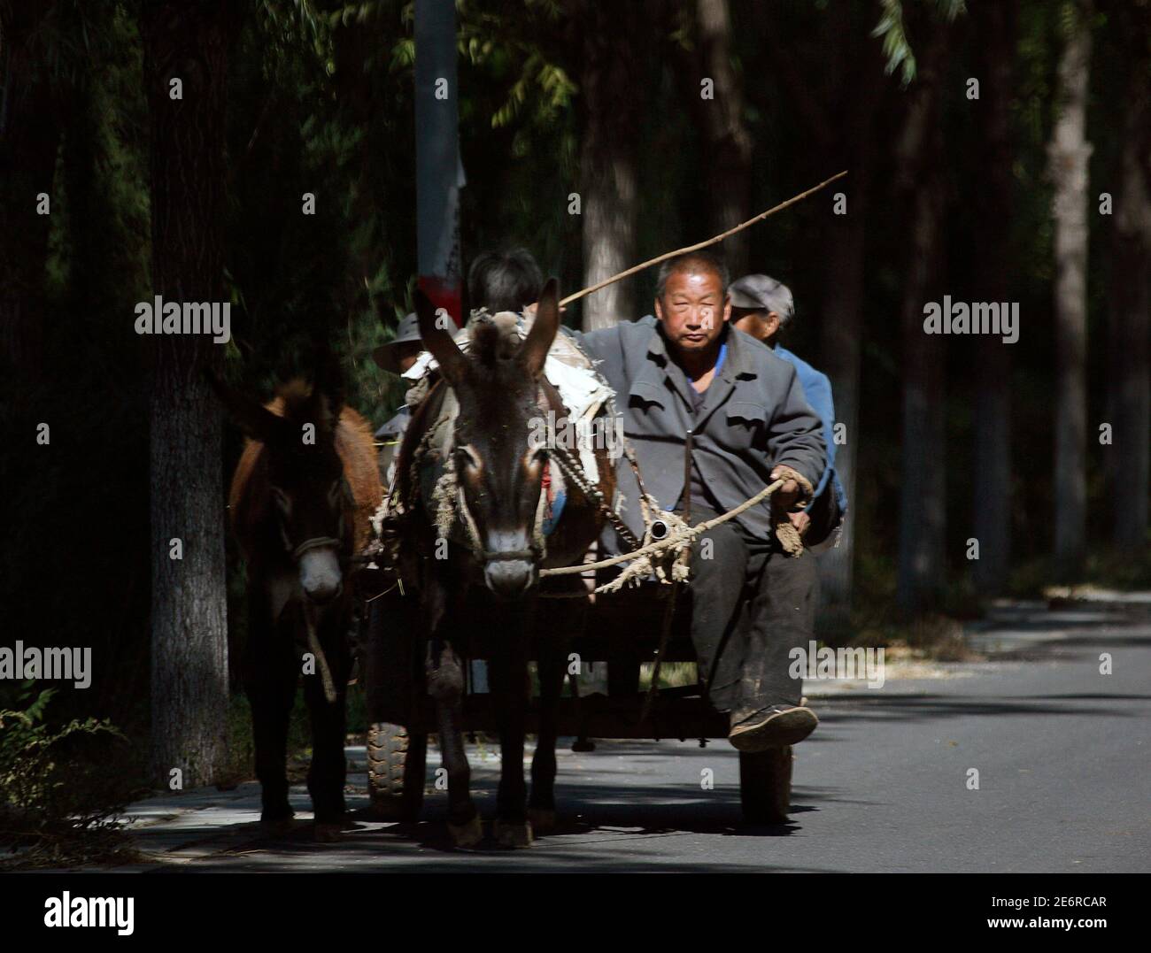 Donkey management hi-res stock photography and images - Alamy