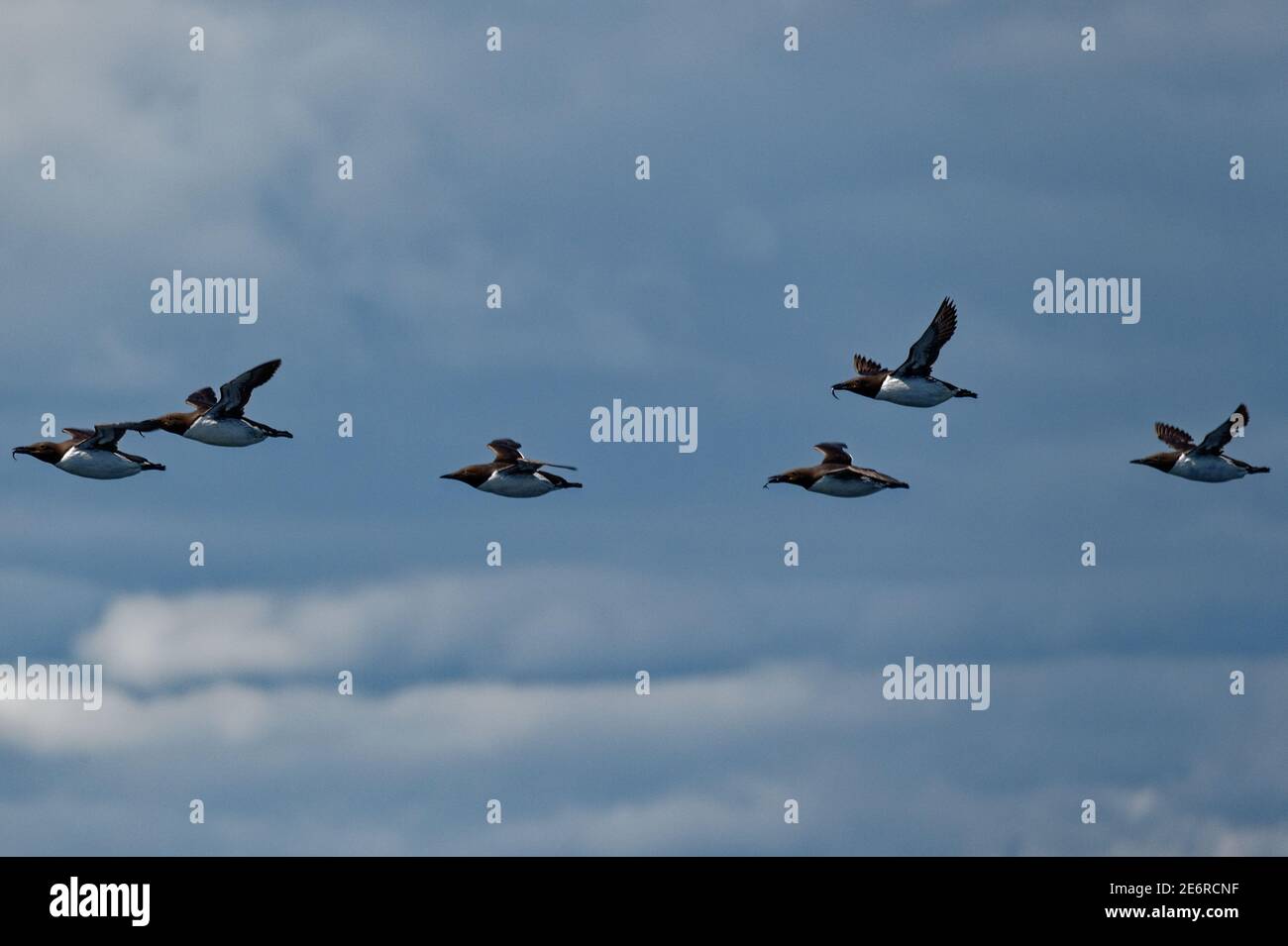 Eider drake standing hi-res stock photography and images - Alamy