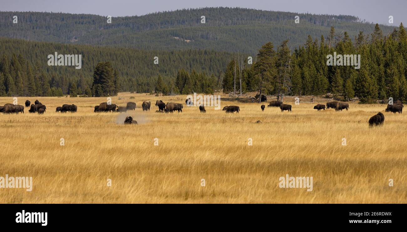 Yellowstone overview hi-res stock photography and images - Alamy