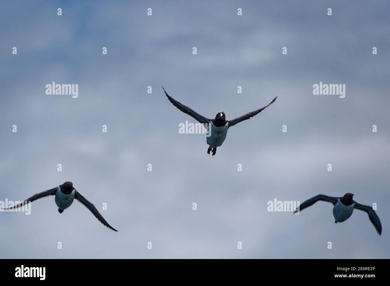 Eider drake standing hi-res stock photography and images - Alamy