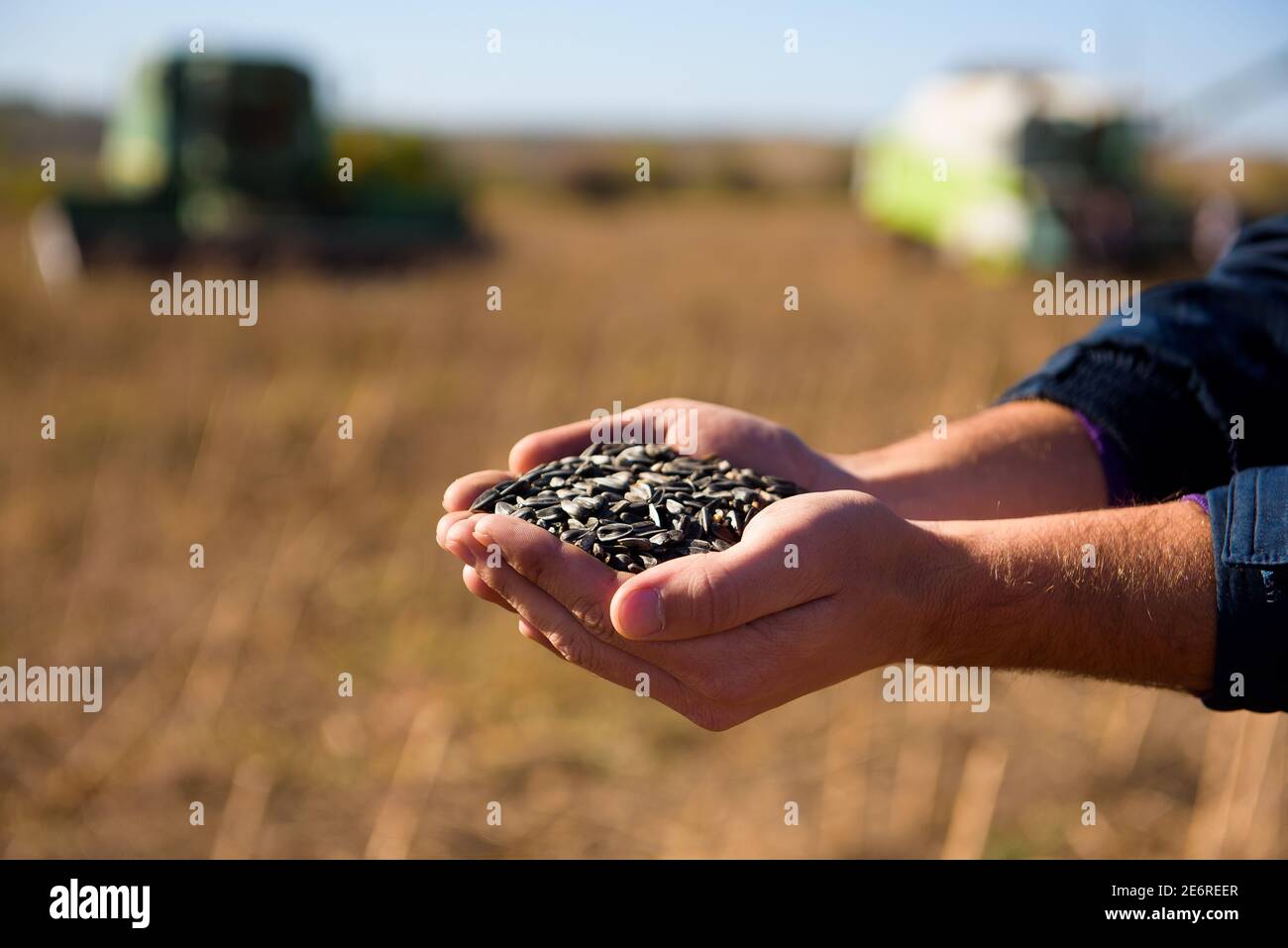 Sunflower seeds in hand farm hi-res stock photography and images - Alamy