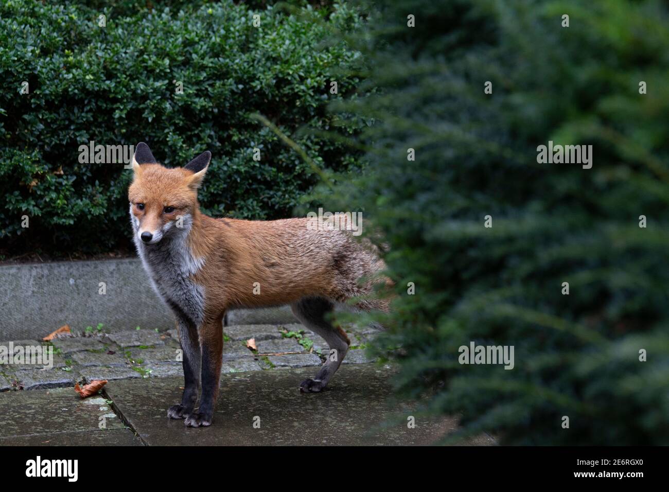 Urban wildlife in London during coronavirus covid-19 lockdown, urban ...