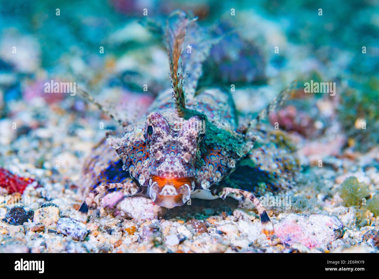 Fingered dragonet dactylopus dactylopus hi-res stock photography and ...