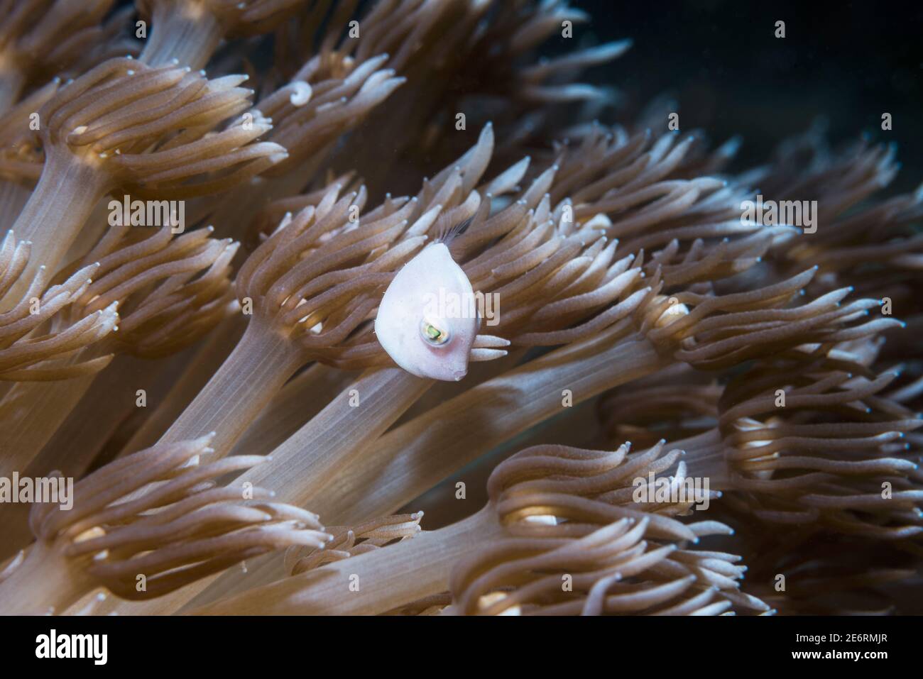 Brachaluteres hi-res stock photography and images - Alamy