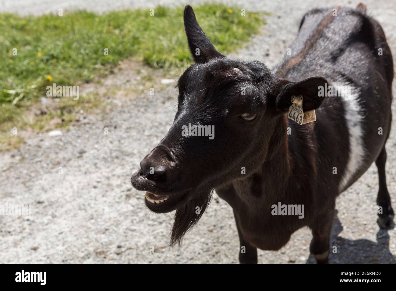 Chin goat hi-res stock photography and images - Alamy