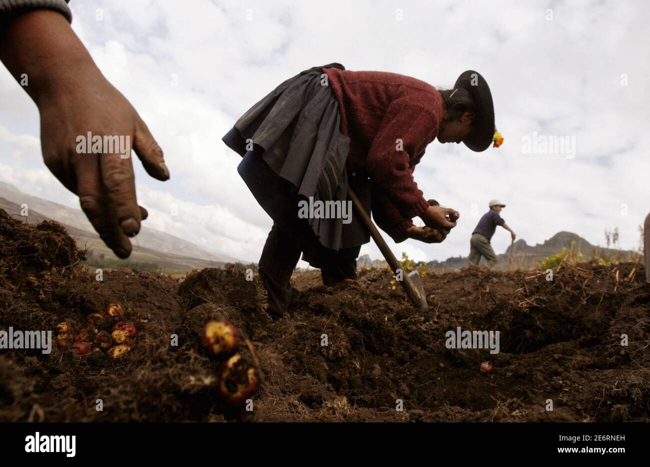 Native potato varieties peru hi-res stock photography and images - Alamy