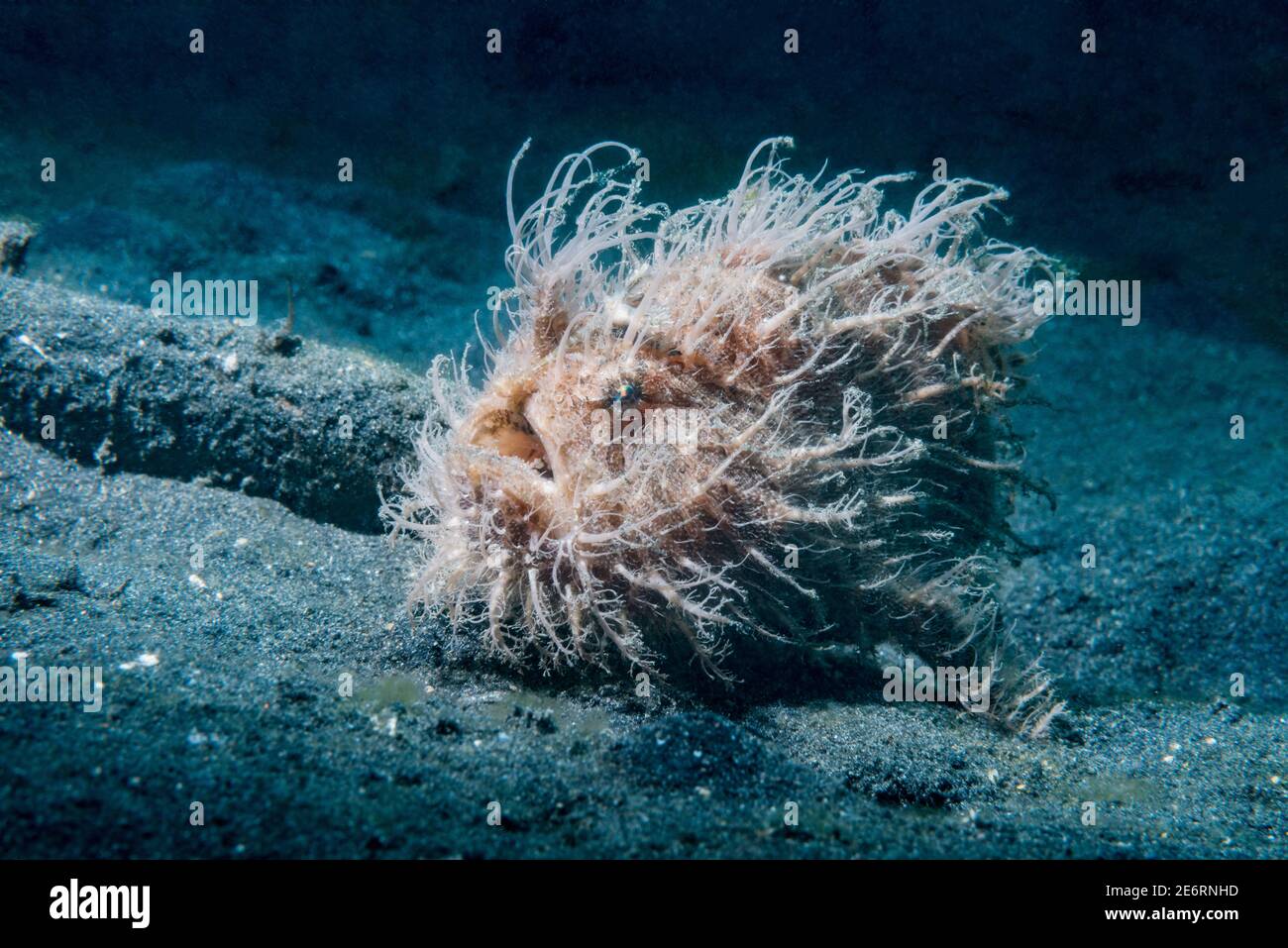 Striped hairy anglerfish hi-res stock photography and images - Alamy
