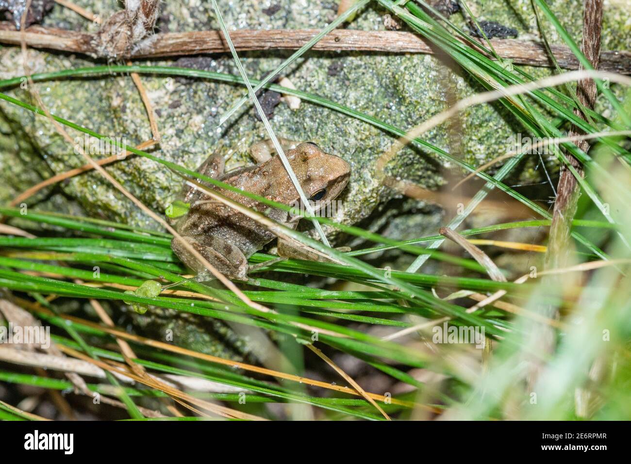 Common froglet [Rana temporaria] recently metamorphosed from a tadpole ...