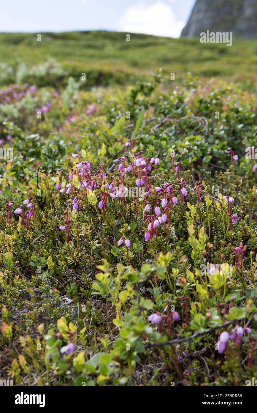 National flower of norway hi-res stock photography and images - Alamy