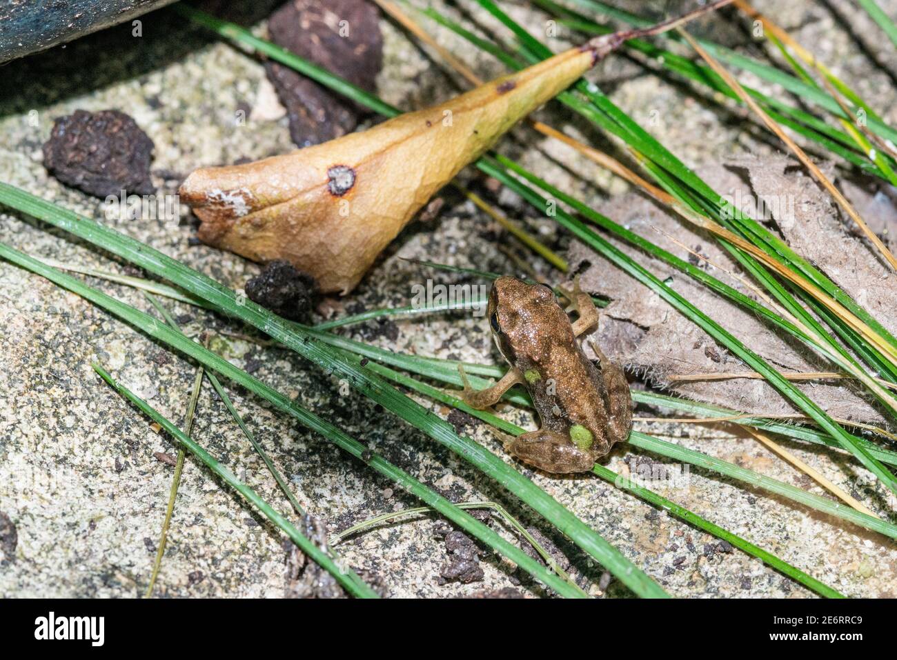 Common froglet [Rana temporaria] recently metamorphosed from a tadpole ...