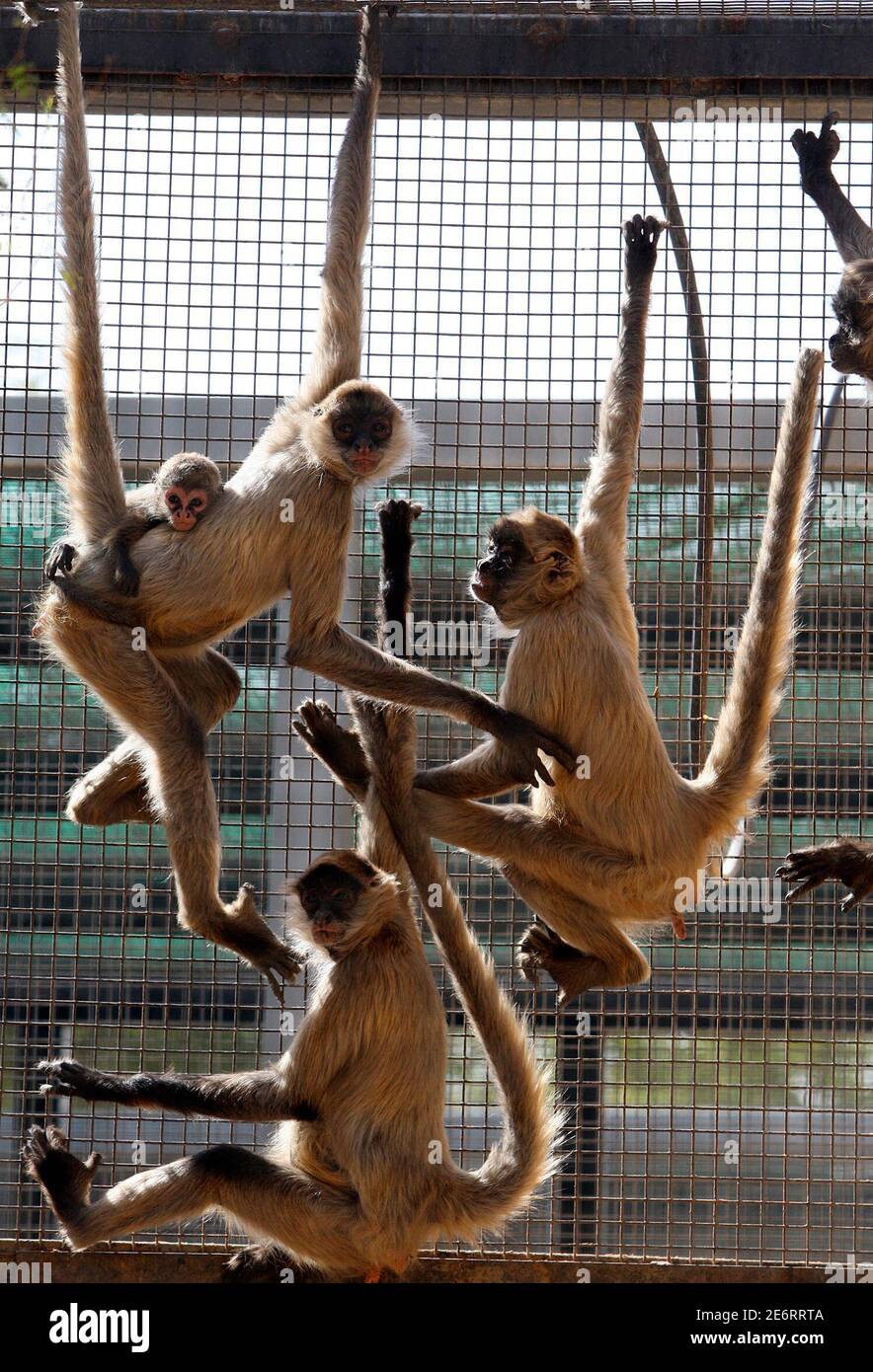 Zoo in riyadh hi-res stock photography and images - Alamy