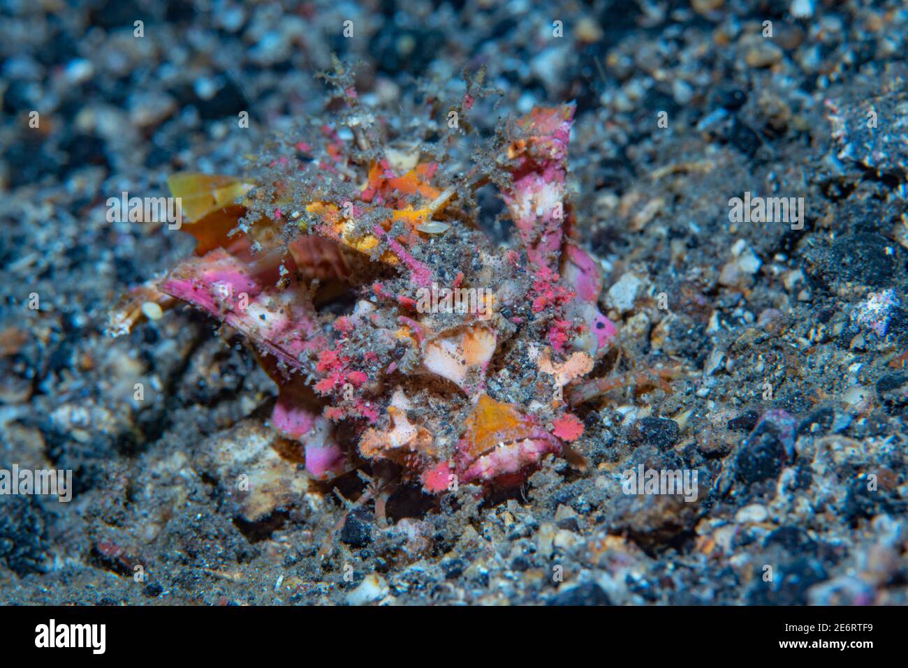 Spiny devil fish hi-res stock photography and images - Alamy