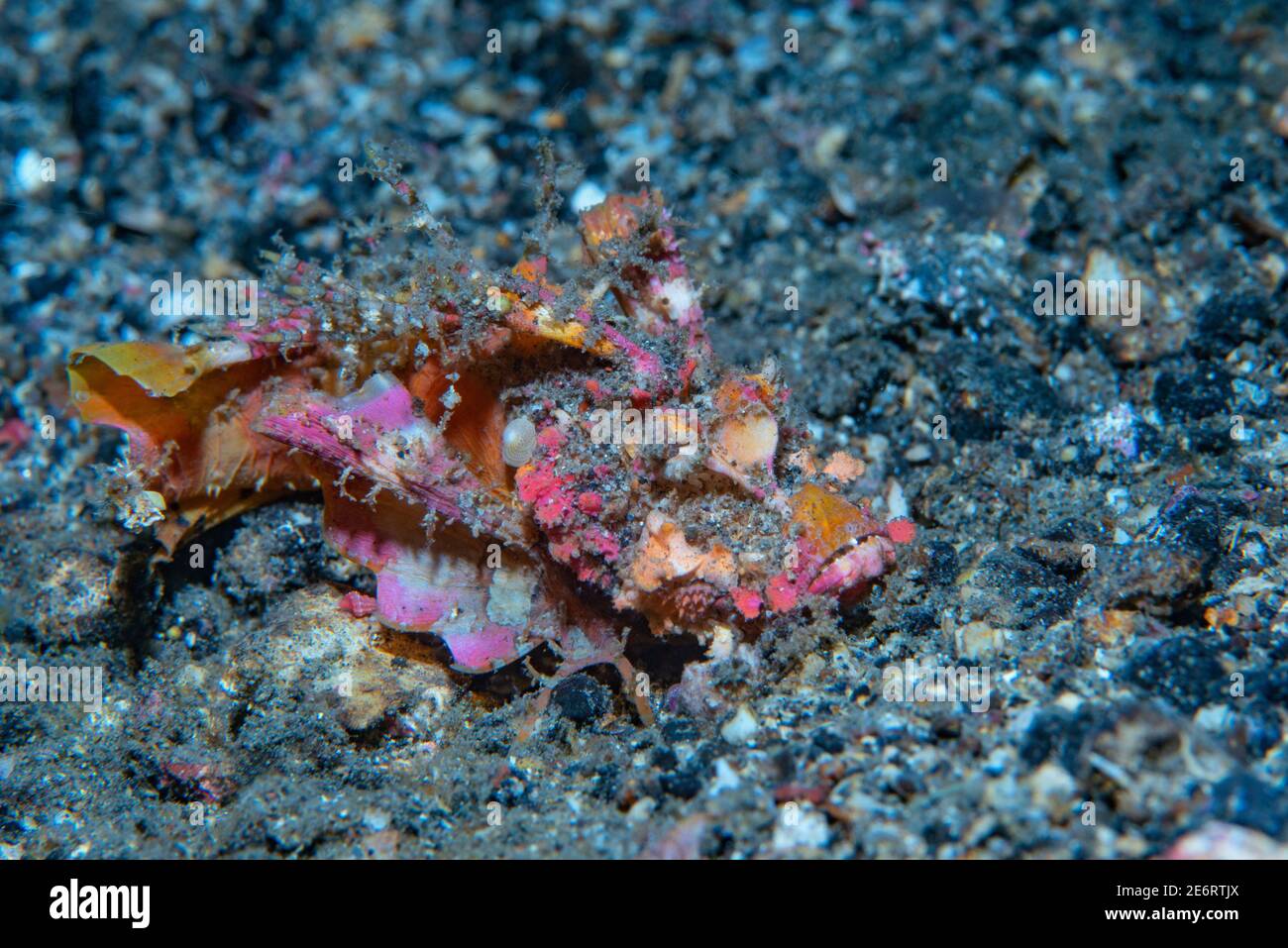 Spiny devilfish [Inimicus didactylus]. Lembeh Strait, North Sulawesi ...