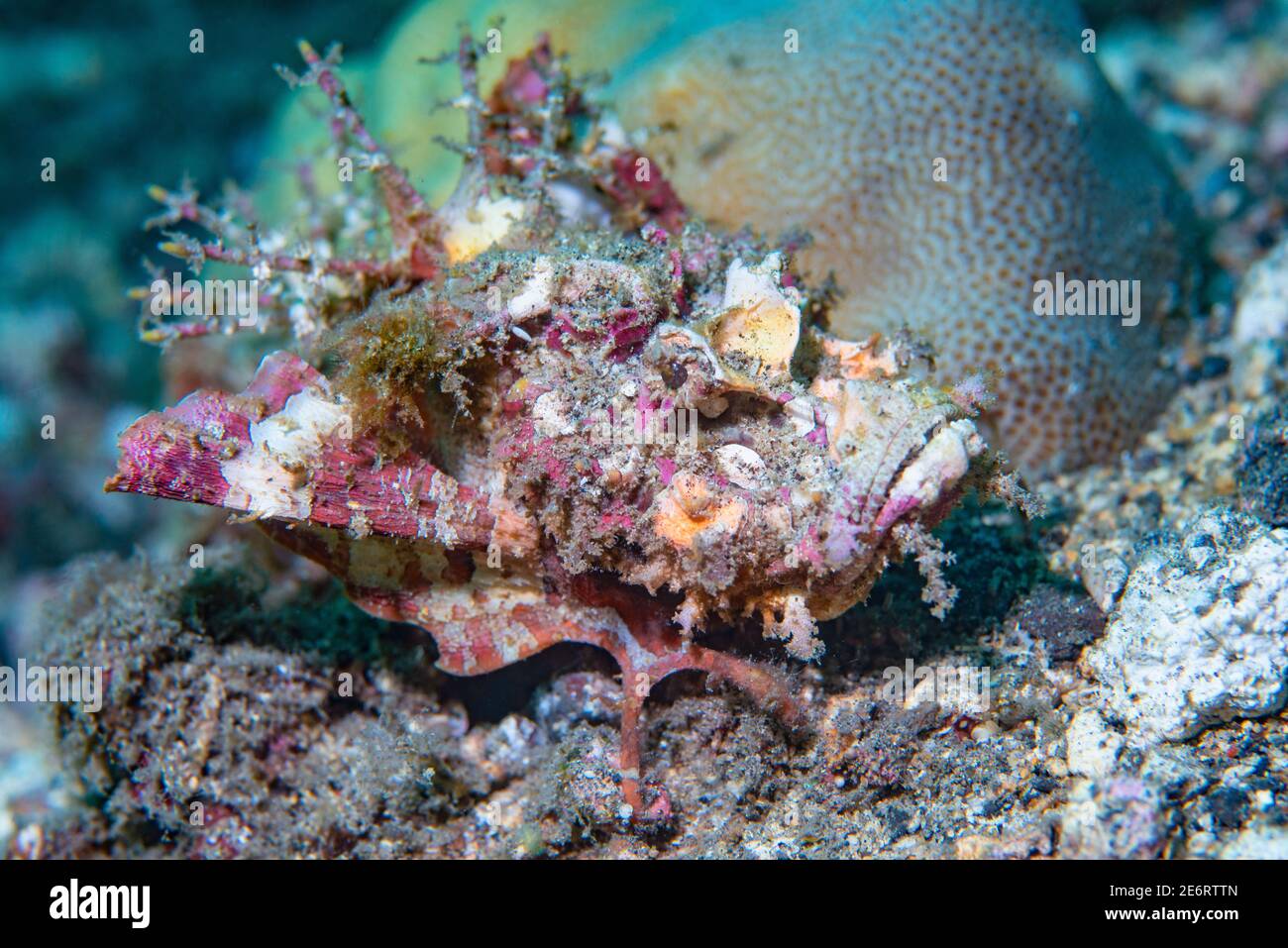 Spiny devilfish [Inimicus didactylus]. Lembeh Strait, North Sulawesi ...