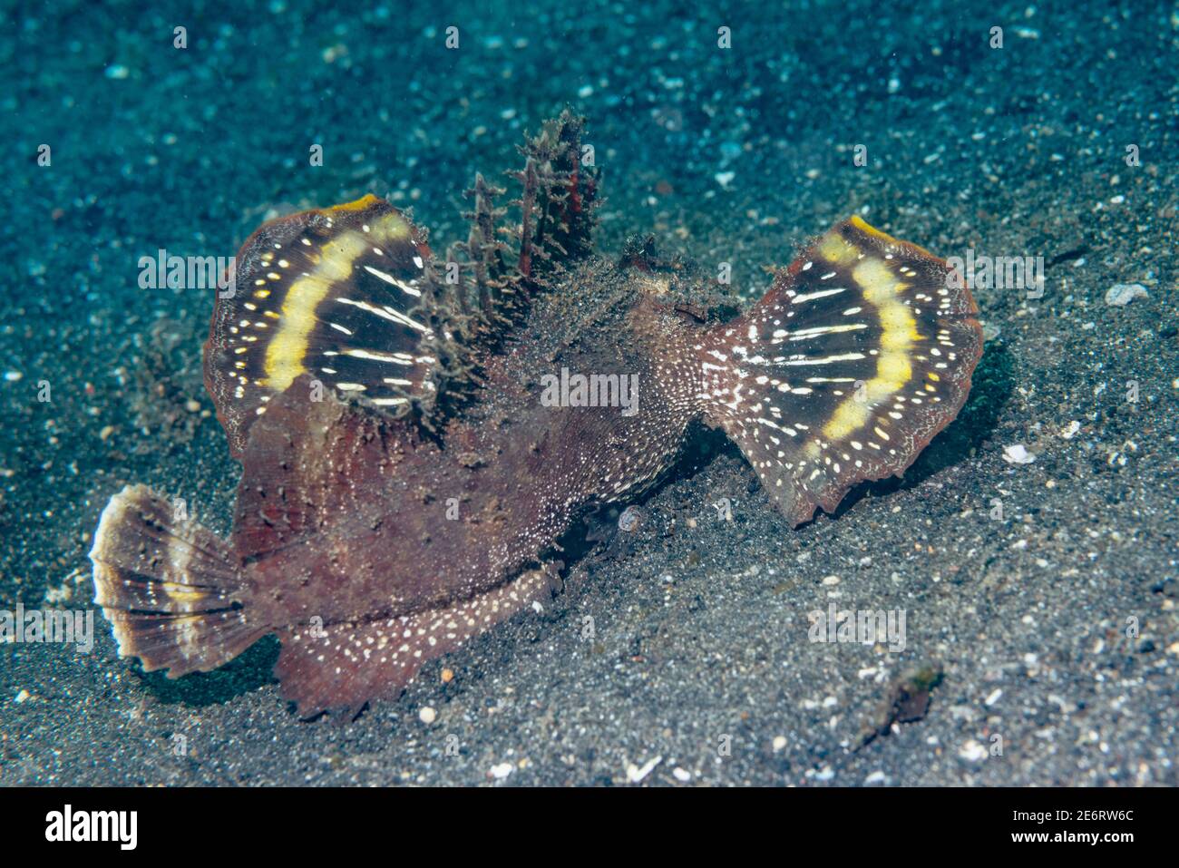 Sand devil fish hi-res stock photography and images - Alamy