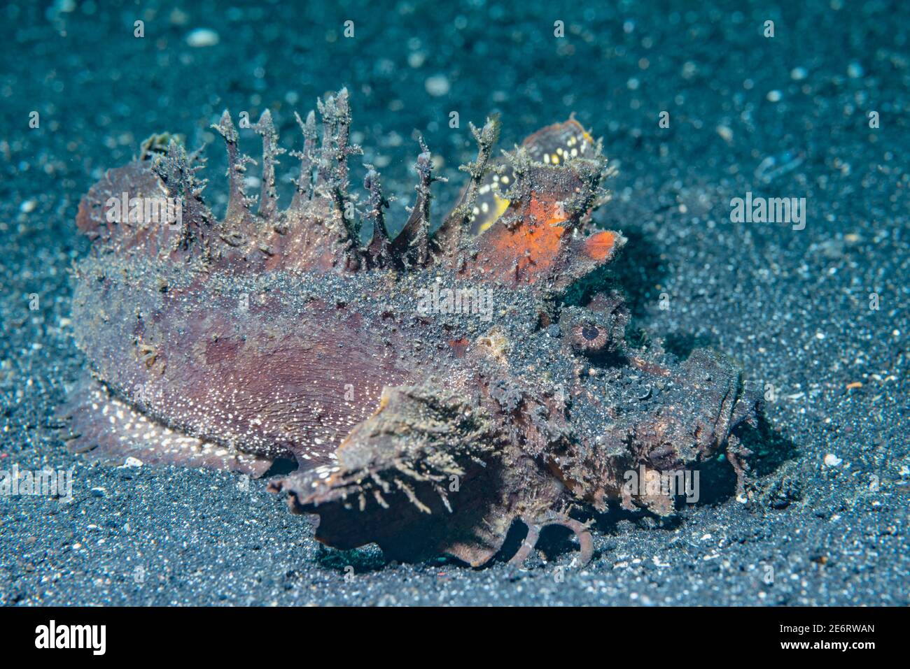 Bearded ghoul fish hi-res stock photography and images - Alamy