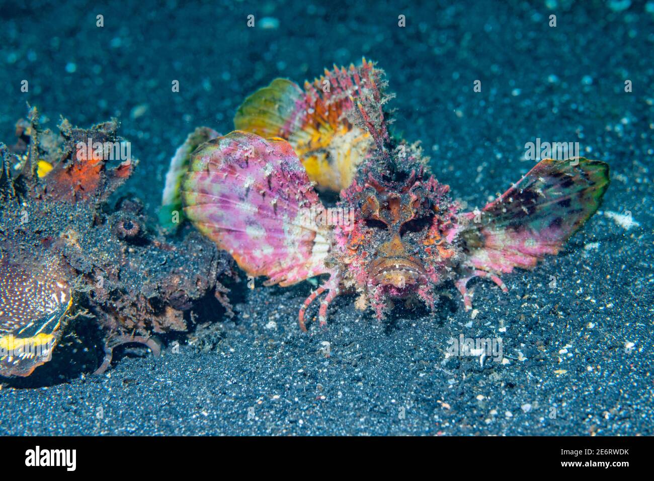 Spiny devilfish [Inimicus didactylus] pair. Lembeh Strait, North ...