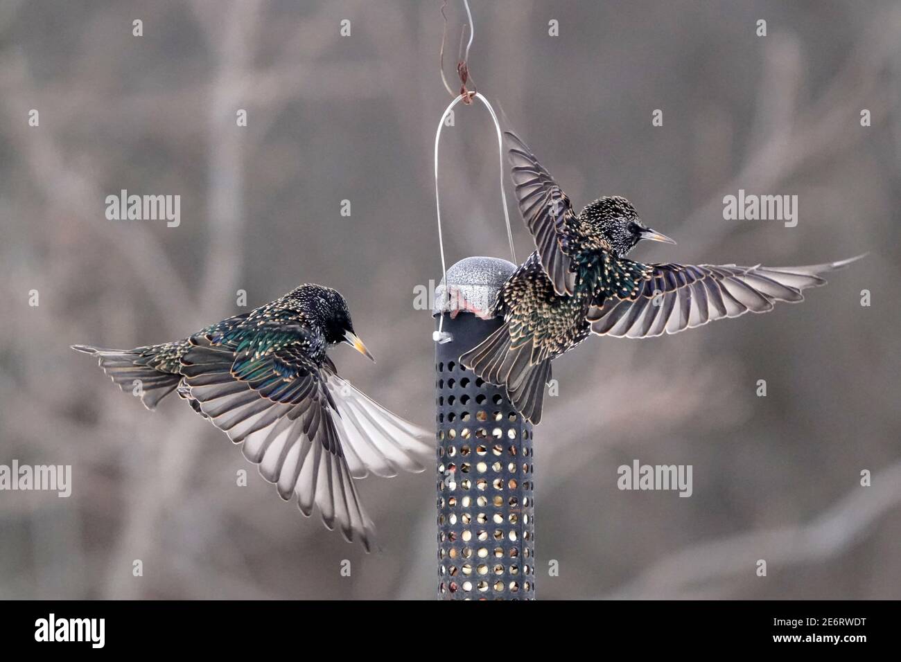 Starlings fighting in midair around birdfeeder Stock Photo - Alamy