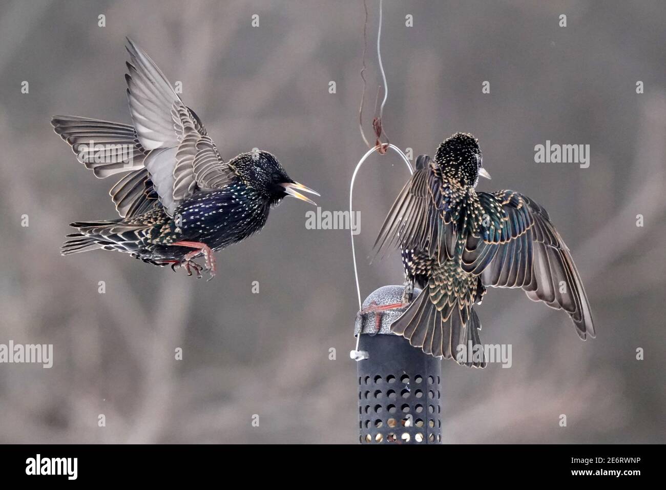 Birds fighting around feeder hi-res stock photography and images - Alamy