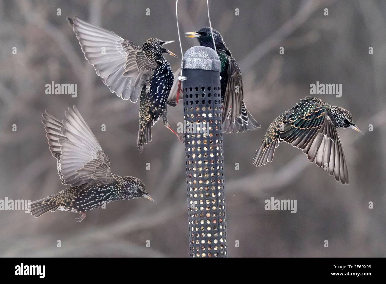 Starlings fighting in midair around birdfeeder Stock Photo - Alamy