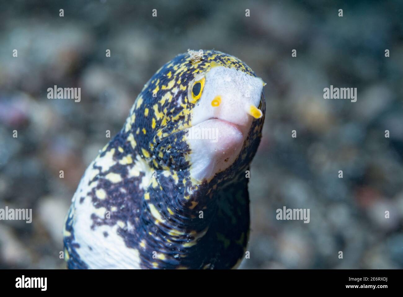 Starry moray eel echidna nebulosa hi-res stock photography and images ...