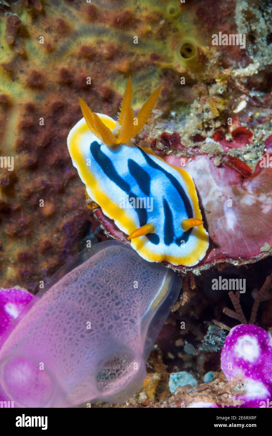 Chromodoris magnifica hi-res stock photography and images - Alamy