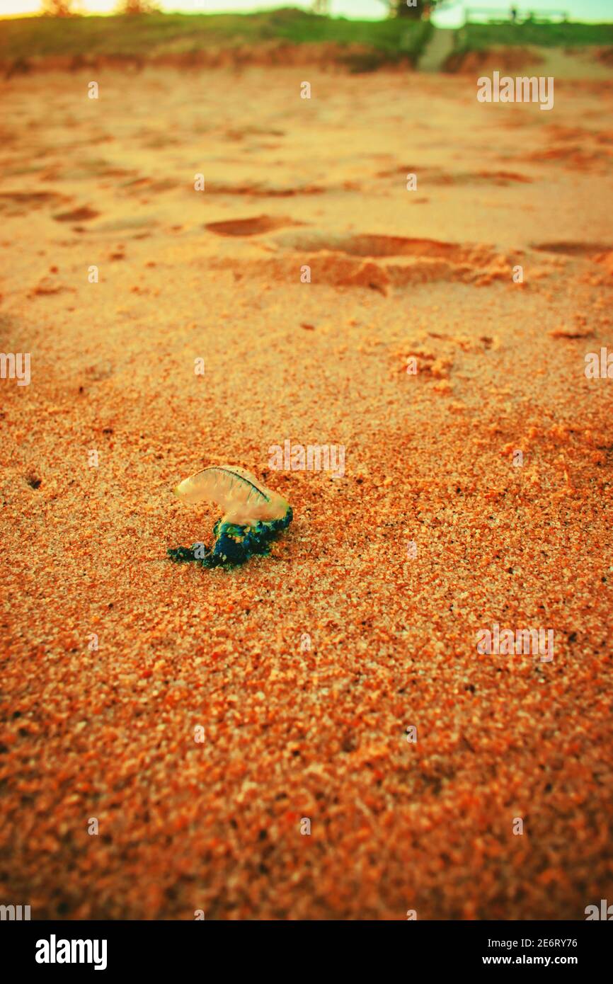 Vertical shot of a floating terror marine hydrozoan on a wet sand ...