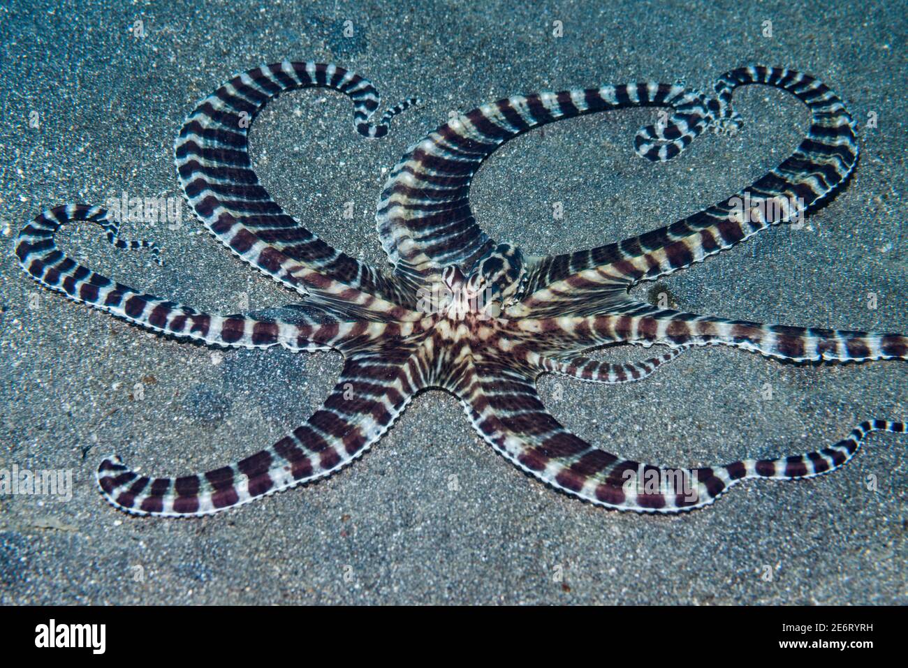 Mimicry octopus hi-res stock photography and images - Alamy