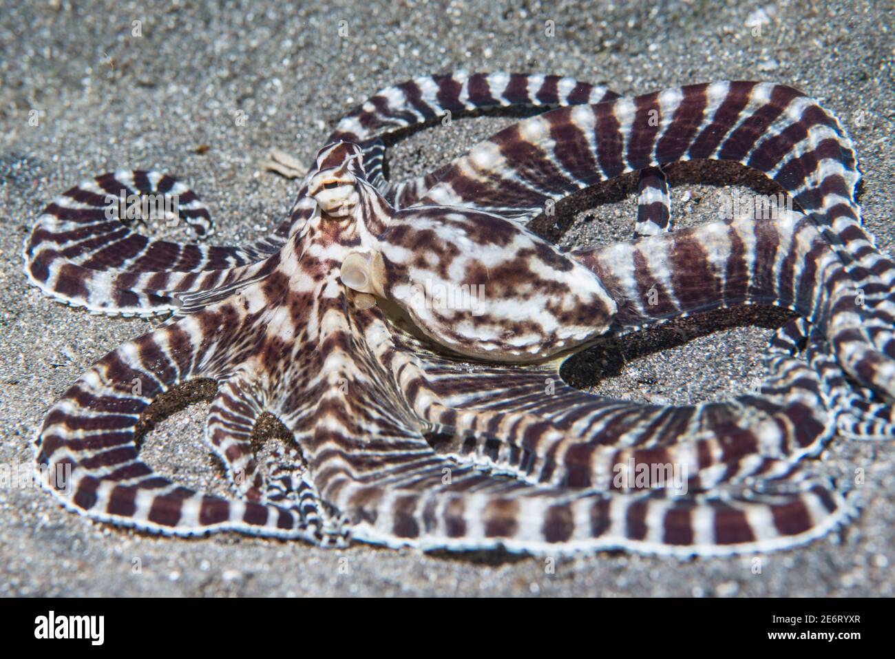 Mimic Octopus Forms