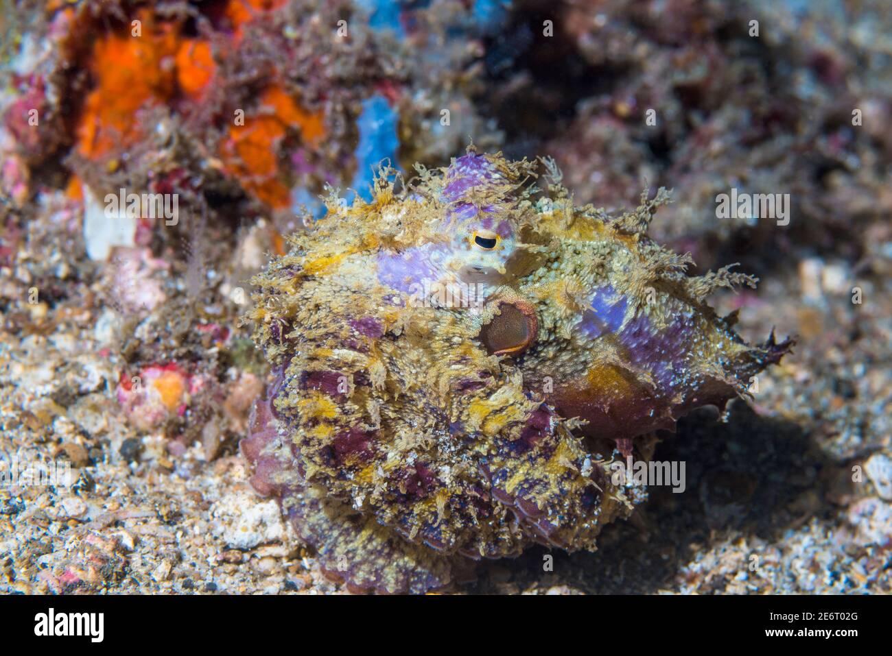 Algae octopus [Abdopus aculeatus] is adapt at mimicking its ...