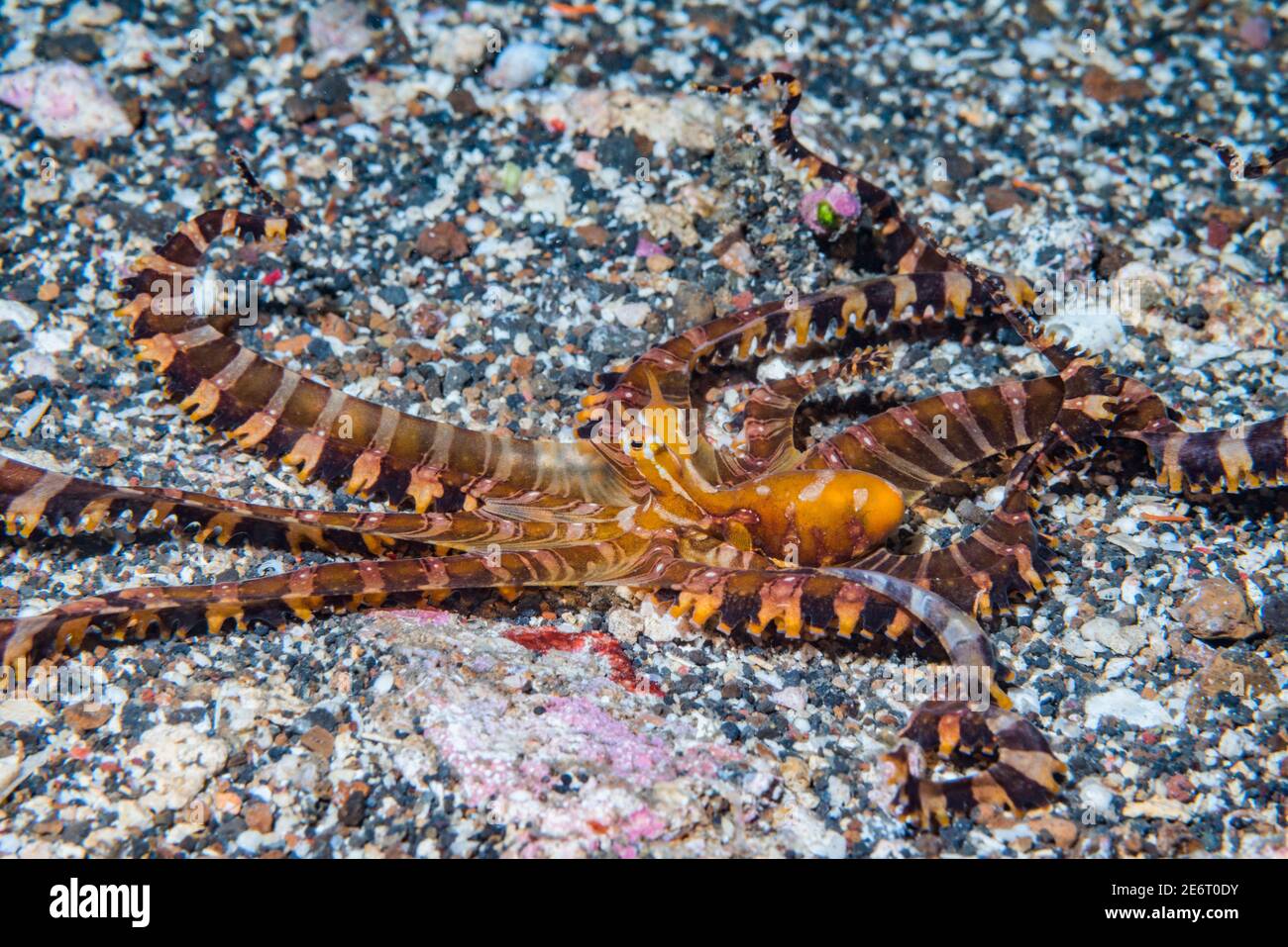 Wunderpus or Wonderpus octopus [Wunderpus photogenicus]. Lembeh Strait ...