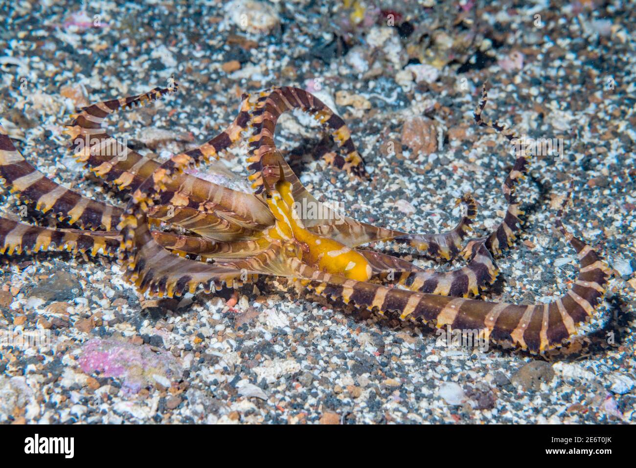 Wunderpus or Wonderpus octopus [Wunderpus photogenicus]. Lembeh Strait ...