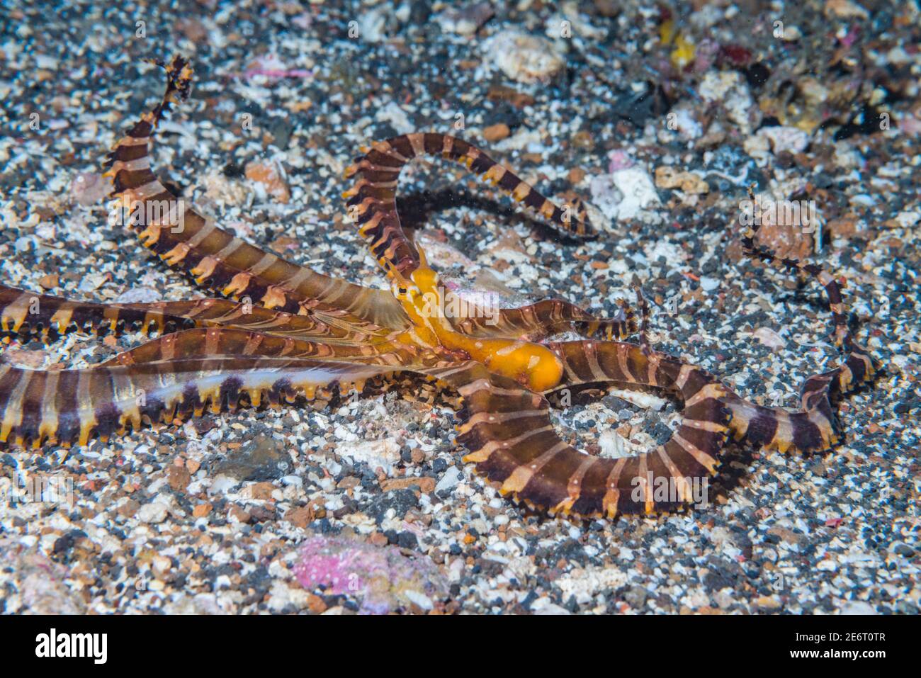 Wunderpus or Wonderpus octopus [Wunderpus photogenicus]. Lembeh Strait ...