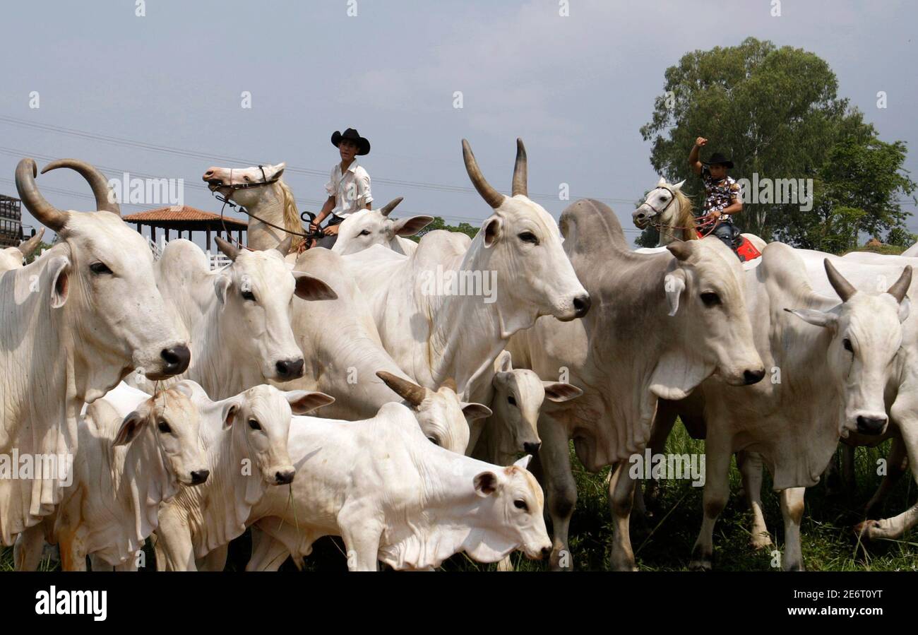 Amazon deforestation animals hi-res stock photography and images - Alamy