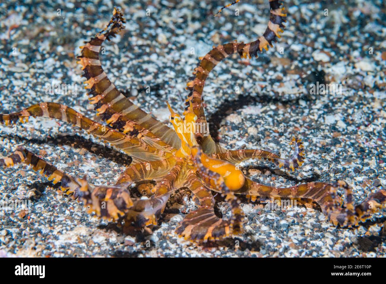 Wunderpus or Wonderpus octopus [Wunderpus photogenicus]. Lembeh Strait ...
