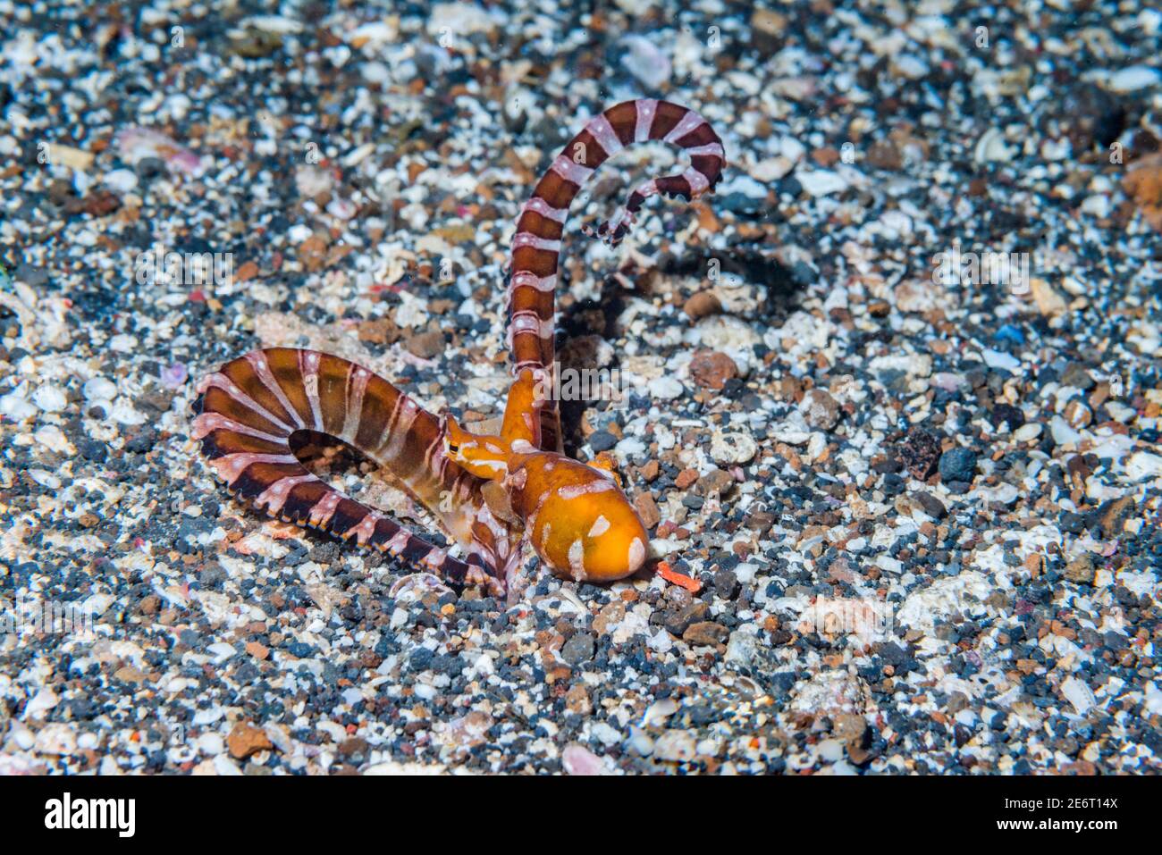 Mollusca octopus hi-res stock photography and images - Alamy