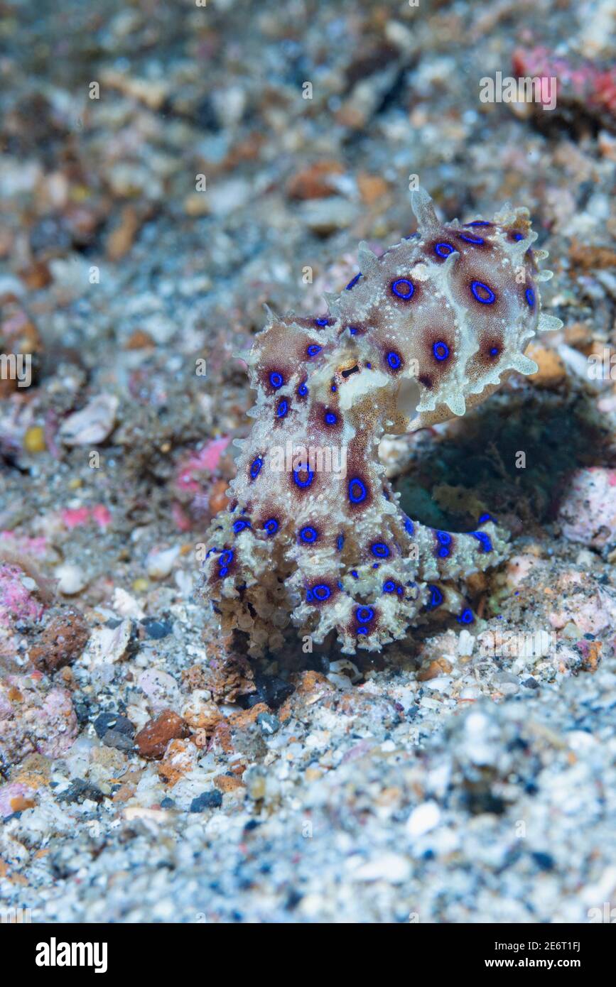 Blue-ringed octopus [Hapalochlaena sp.] Lembeh Strait, North Sulawesi ...
