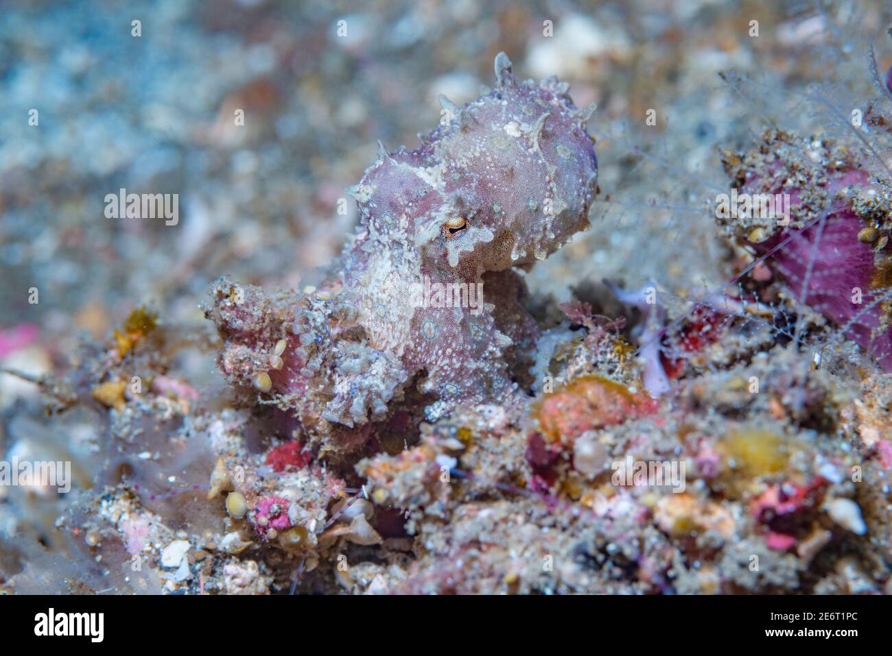 Blue-ringed octopus [Hapalochlaena sp.] Lembeh Strait, North Sulawesi ...