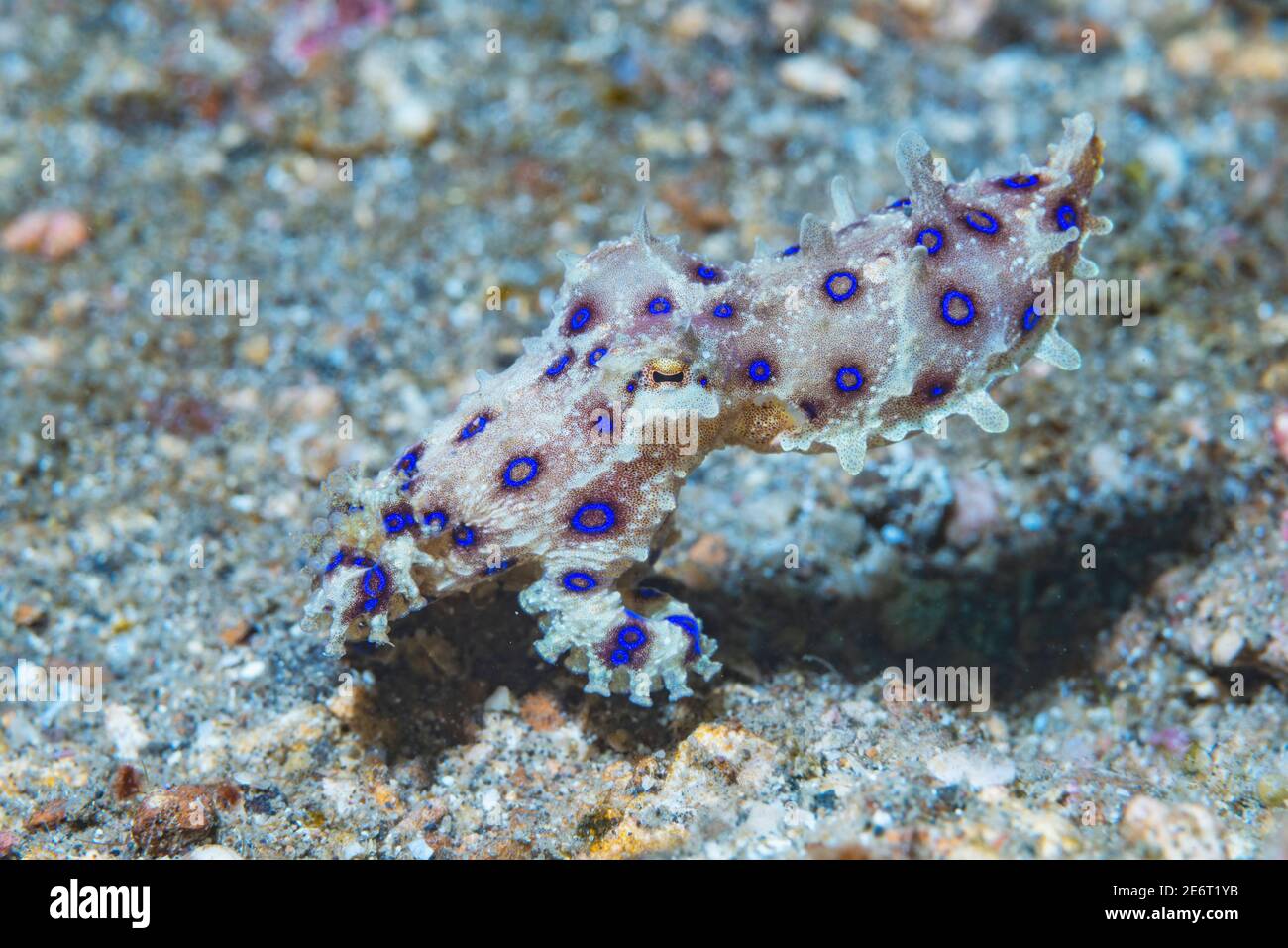 Blue-ringed octopus [Hapalochlaena sp.] Lembeh Strait, North Sulawesi ...