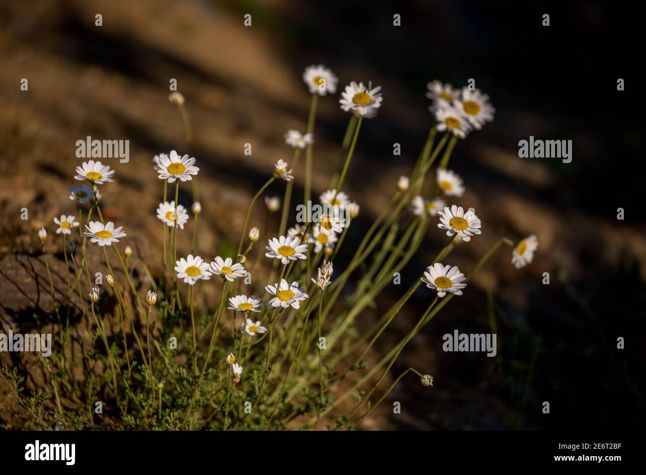 Matricaria recutita white flower yellow hi-res stock photography and ...