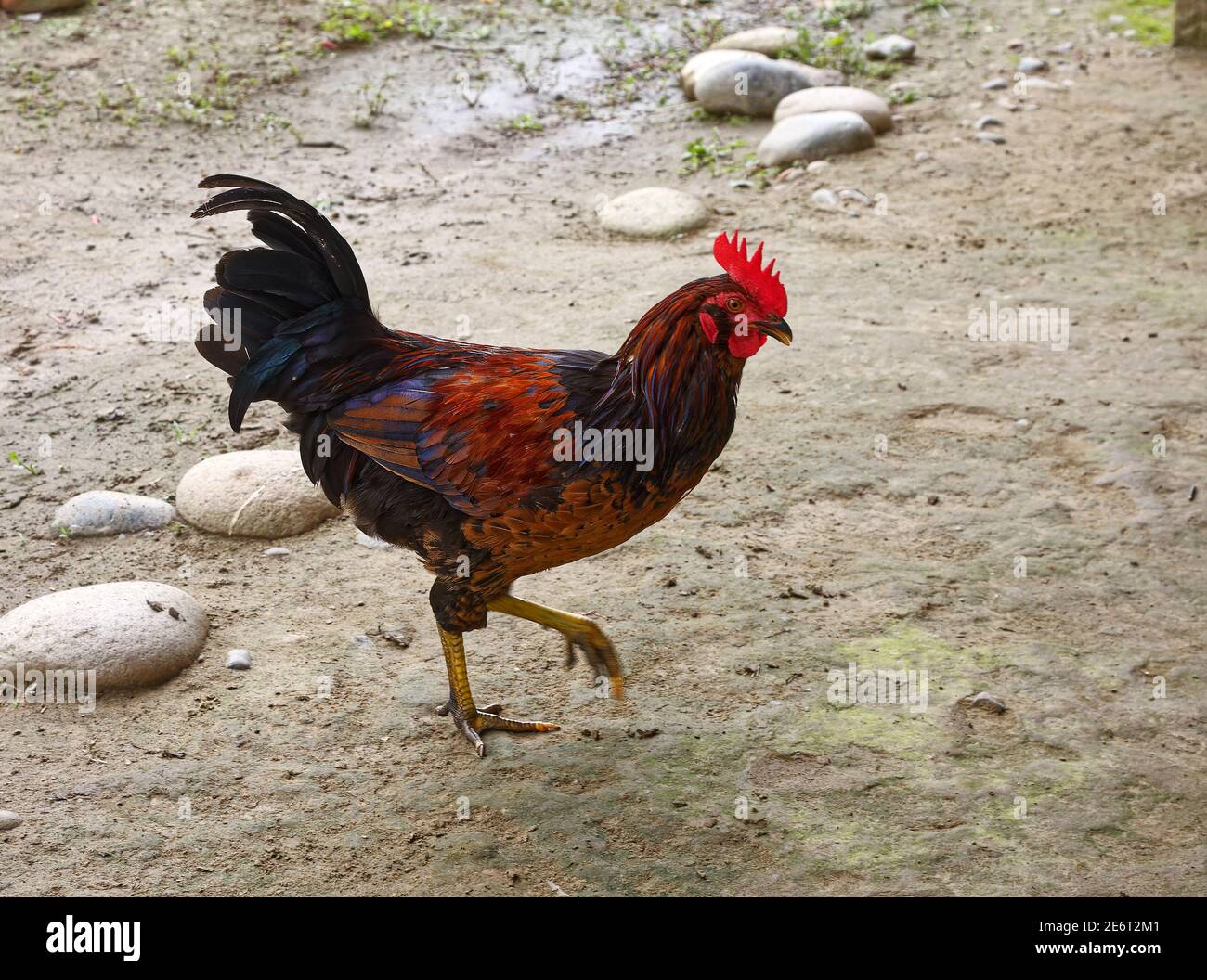 Male chicken hi-res stock photography and images - Alamy