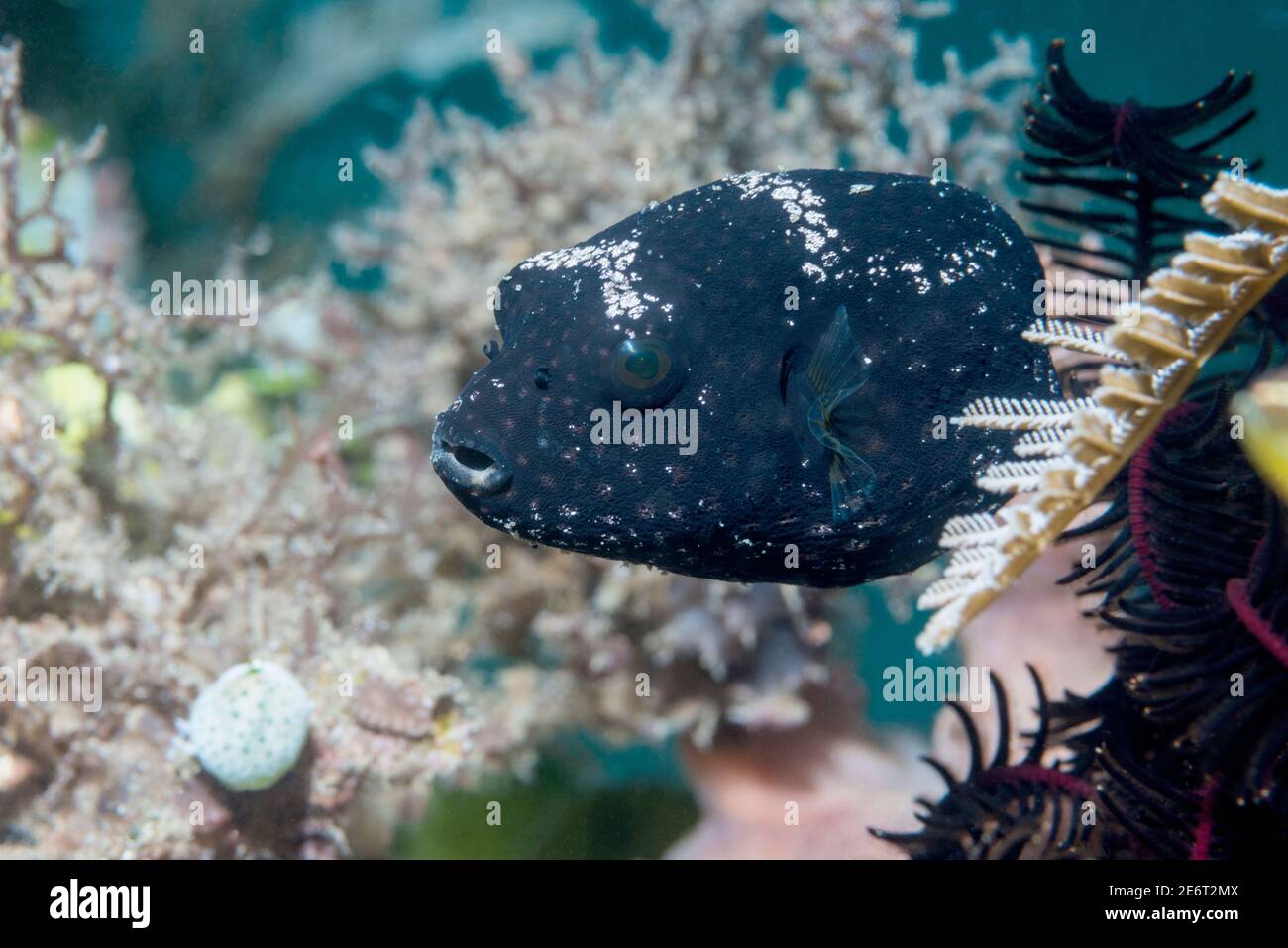 Juvenile map puffer [Arothron mappa]. Lembeh Strait, North Sulawesi ...