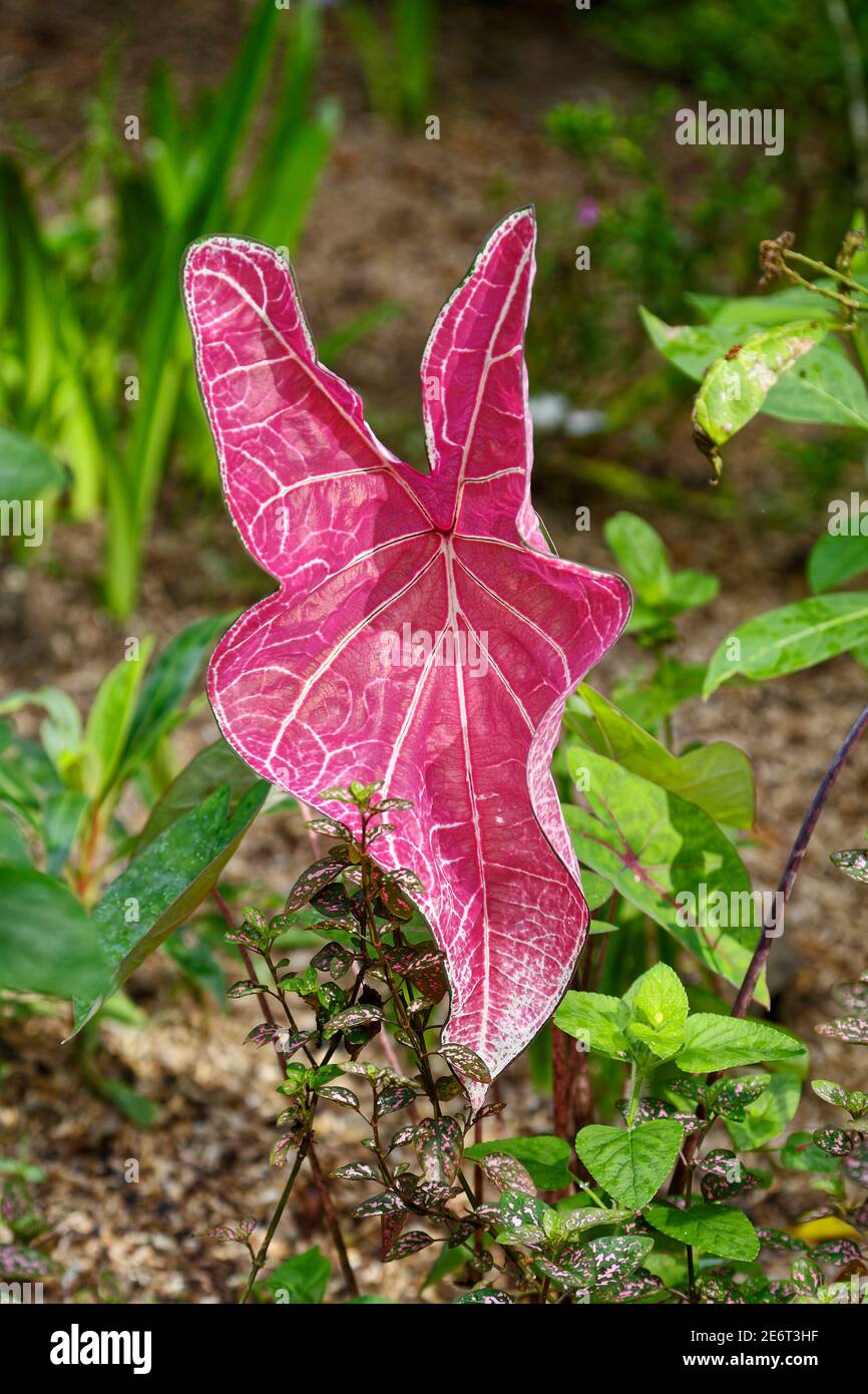 Tropical bulb hi-res stock photography and images - Alamy