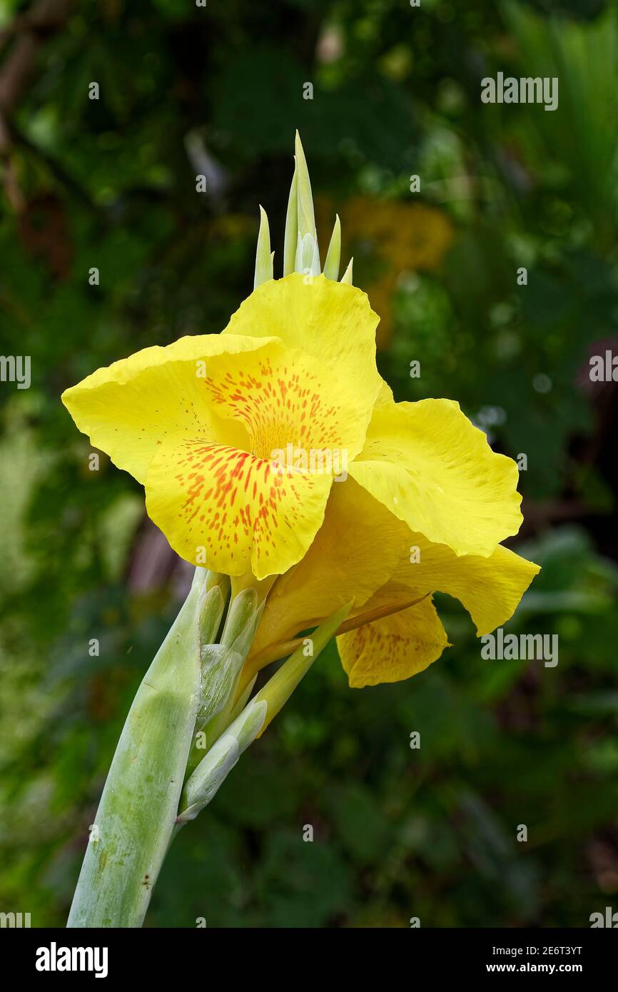 Yellow cannas hi-res stock photography and images - Alamy