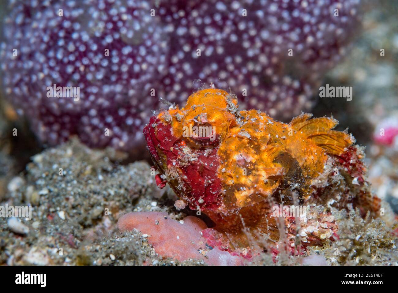 Scorpionfish. Lembeh Strait, North Sulawesi, Indonesia Stock Photo - Alamy