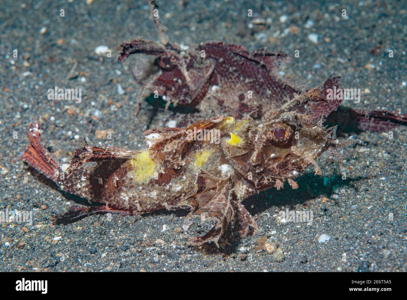 Ambon scorpionfish [Pteroidichthys amboinensis] pair. Lembeh Strait ...