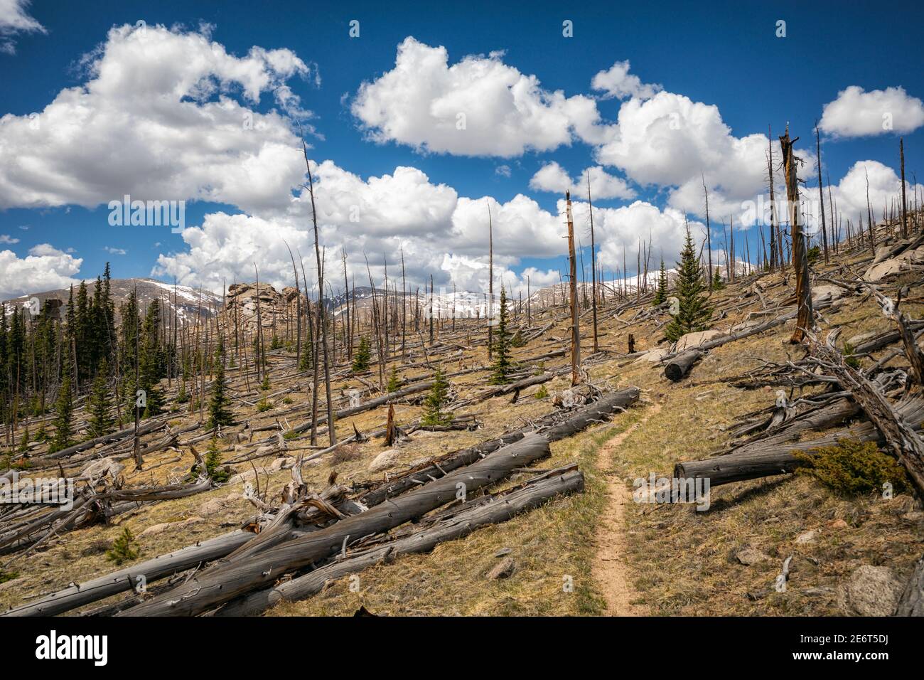 Landscape after a Forest Fire in Colorado Stock Photo - Alamy