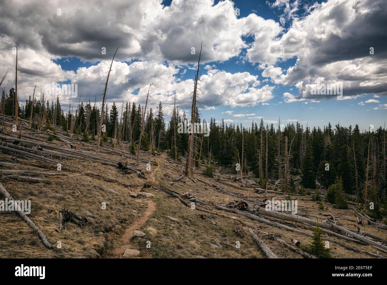 Landscape after a Forest Fire in Colorado Stock Photo - Alamy