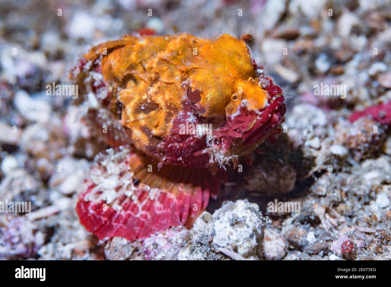 Scorpionfish. Lembeh Strait, North Sulawesi, Indonesia Stock Photo - Alamy