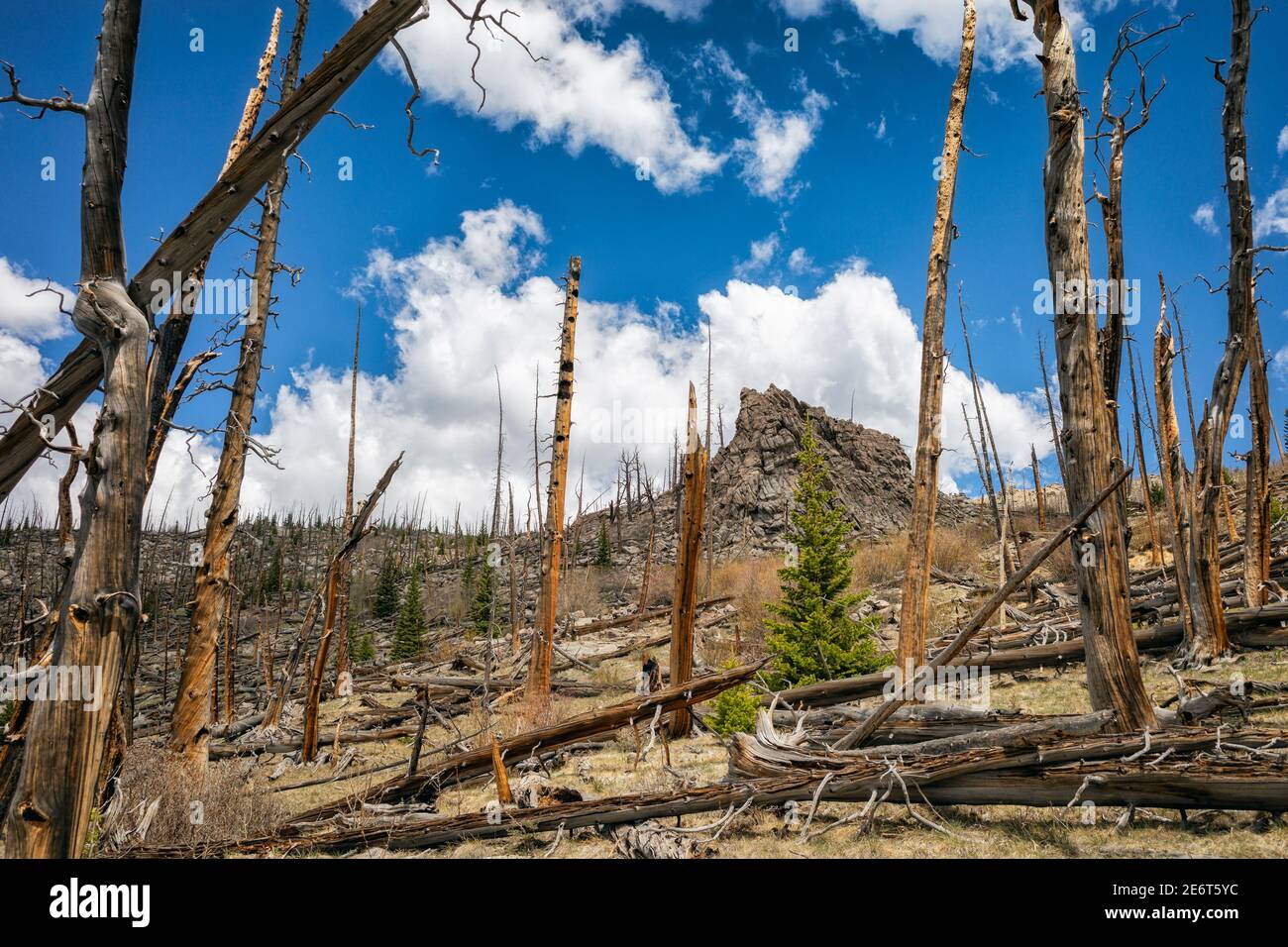 Landscape after a Forest Fire in Colorado Stock Photo - Alamy